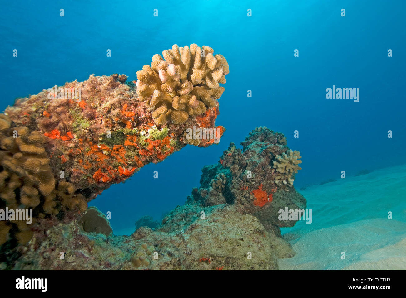 Hawaii underwater coral reef Stock Photo - Alamy