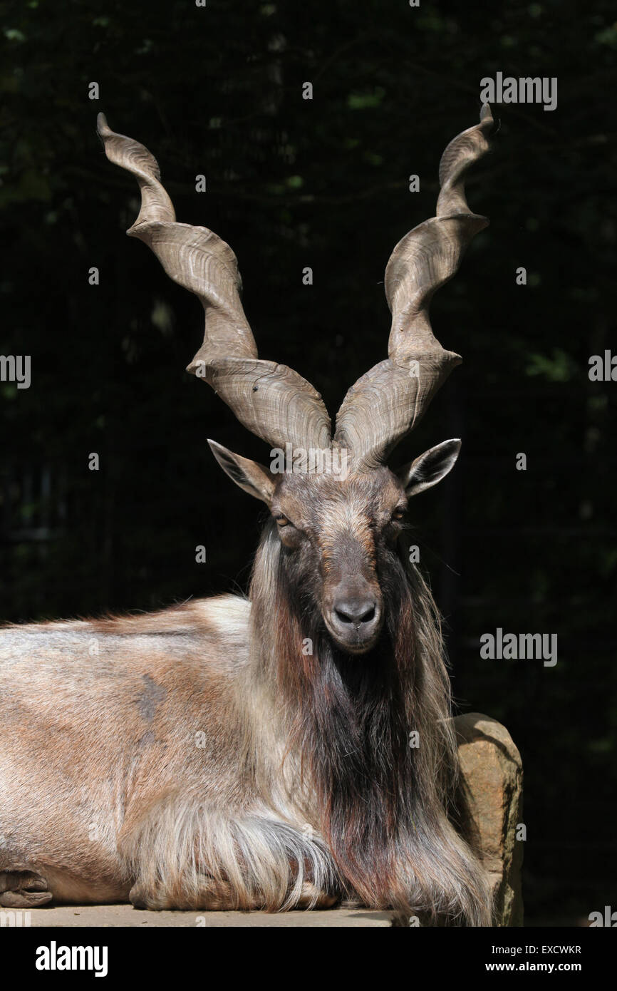 Bukharan markhor (Capra falconeri heptneri), also known as the Turkomen Markhor at Liberec Zoo ...