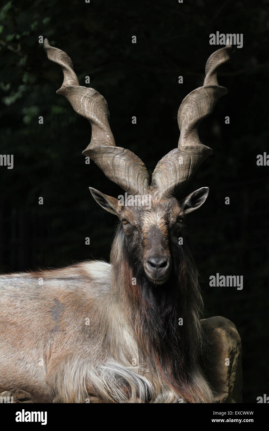 Markhor Antelope