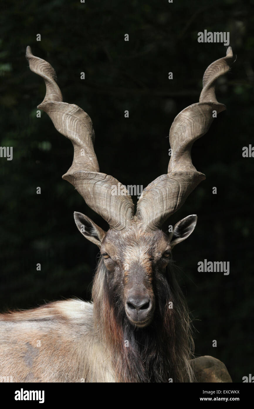 Markhor portrait High Resolution Stock Photography and Images - Alamy