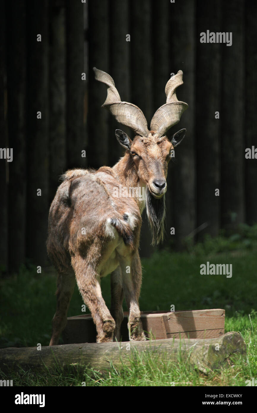 Bukharan markhor (Capra falconeri heptneri), also known as the Turkomen ...
