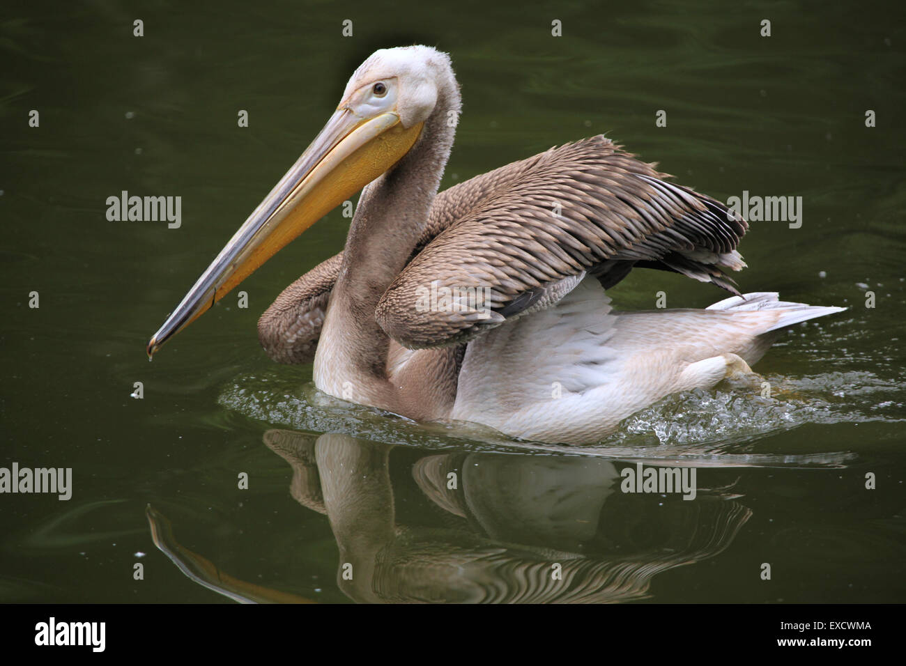 Grey pelican (Pelecanus philippensis), also known as the spot-billed ...