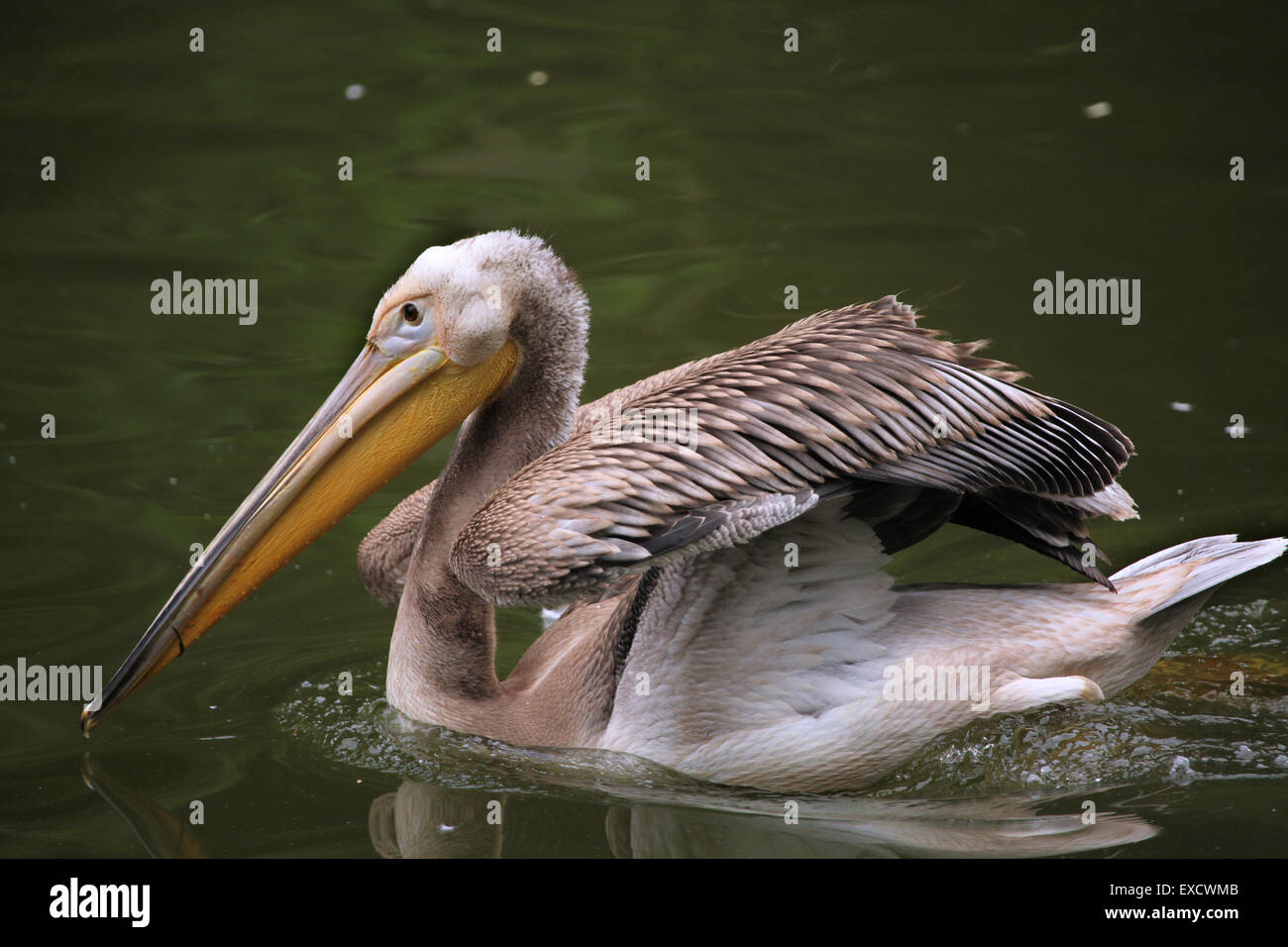 Grey pelican (Pelecanus philippensis), also known as the spot-billed pelican at Liberec Zoo in ...