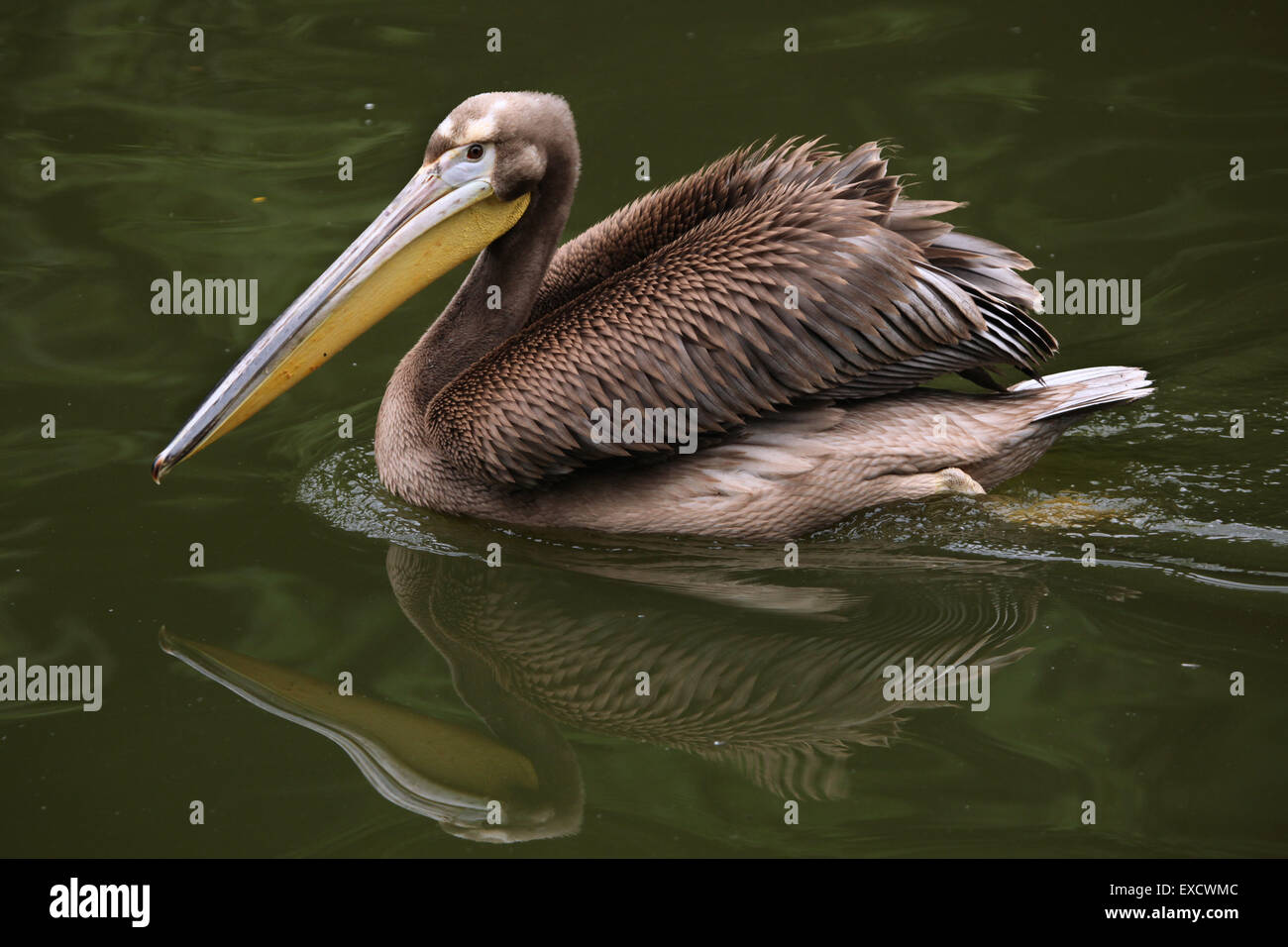 Grey pelican (Pelecanus philippensis), also known as the spot-billed ...