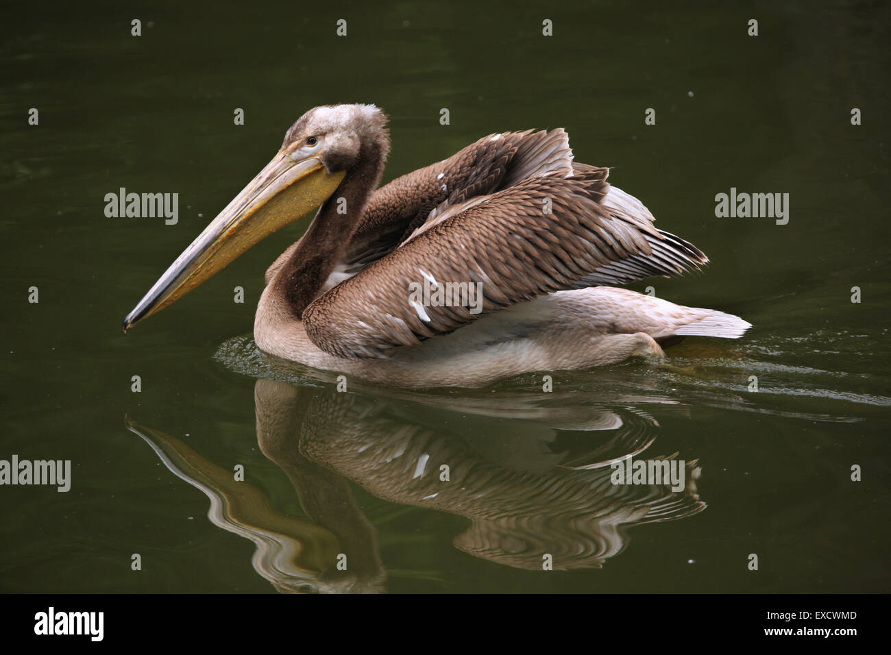 Grey pelican (Pelecanus philippensis), also known as the spot-billed ...