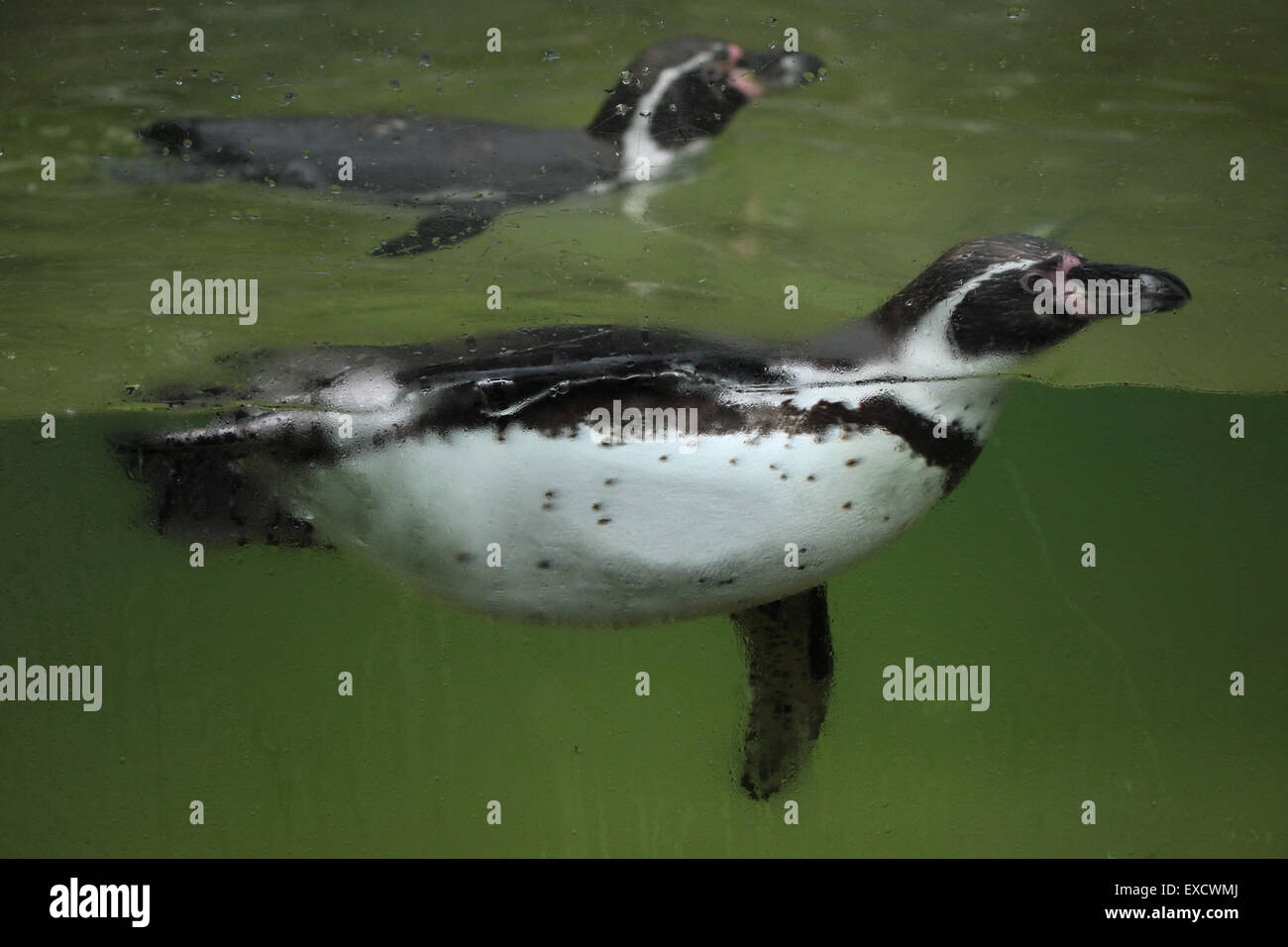 Two peruvian humboldt penguins hi-res stock photography and images - Alamy