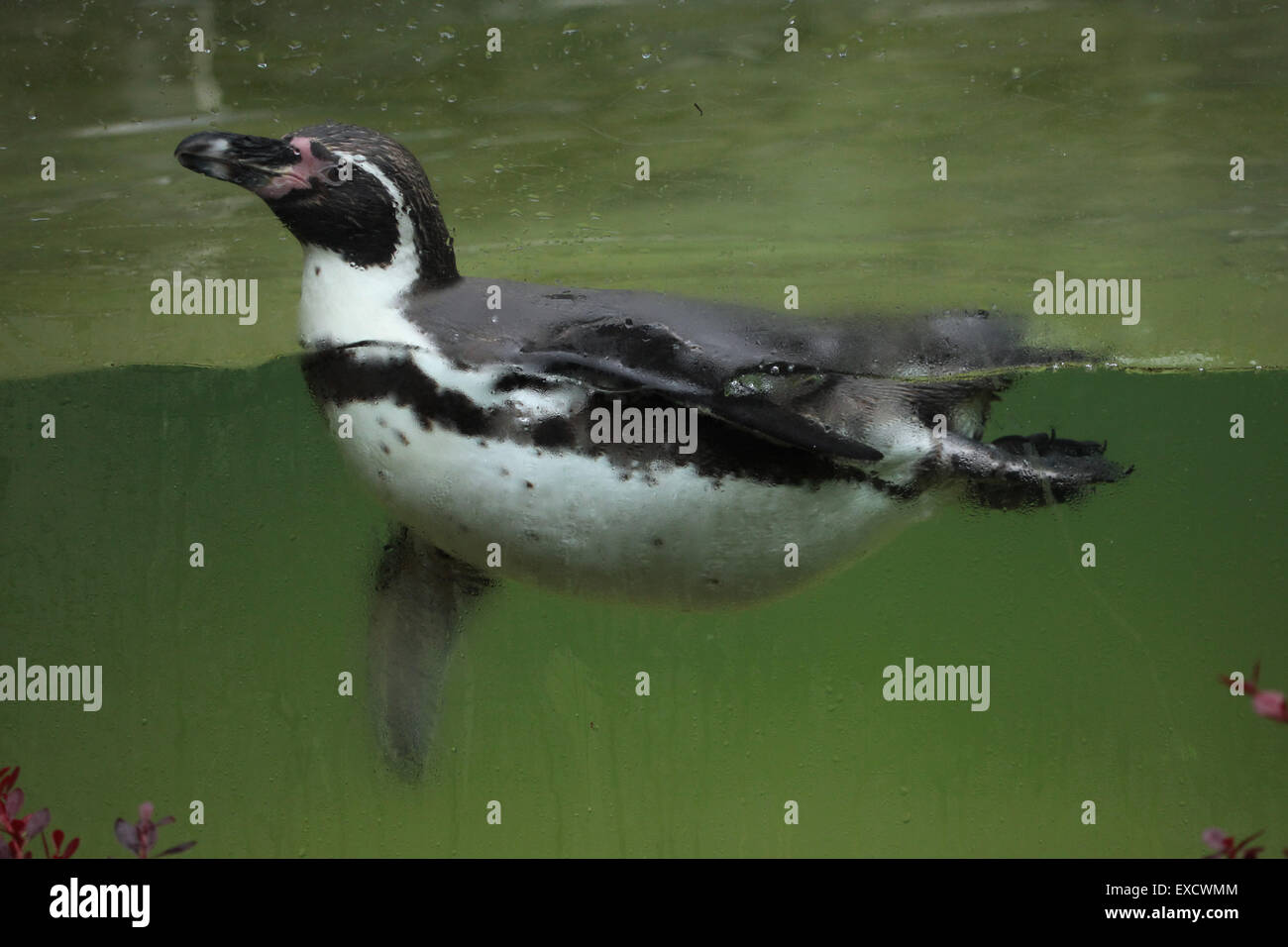 Peruvian chilean fauna hi-res stock photography and images - Alamy