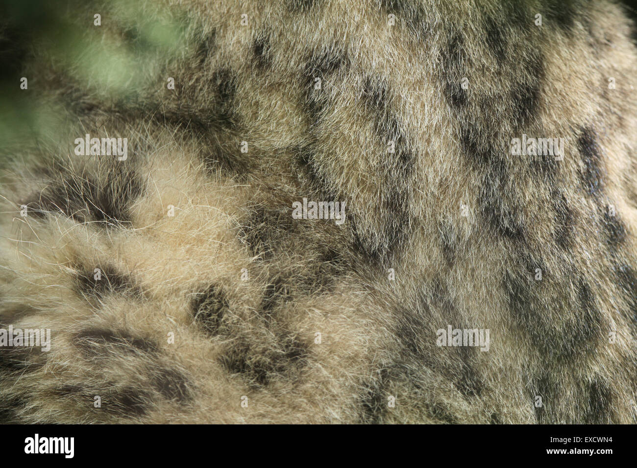 Snow leopard (Panthera uncia) fur texture. Wildlife animal Stock Photo ...