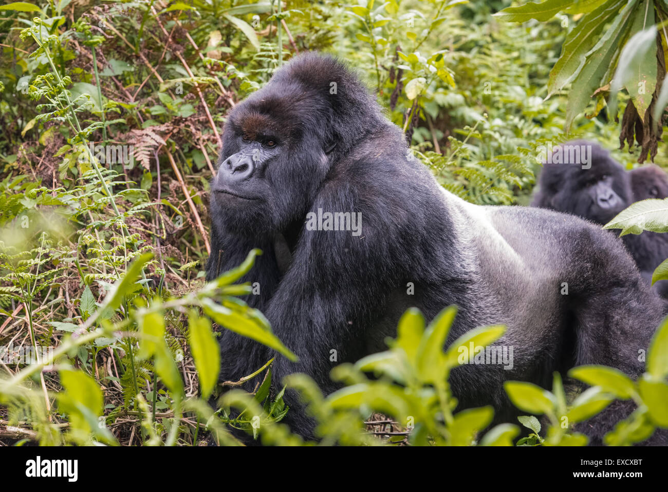 Silverback jungle hi-res stock photography and images - Alamy
