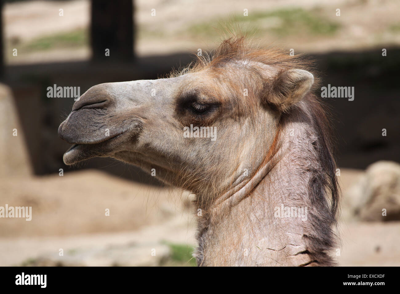 Domestic Bactrian camel (Camelus bactrianus) at Liberec Zoo in North ...
