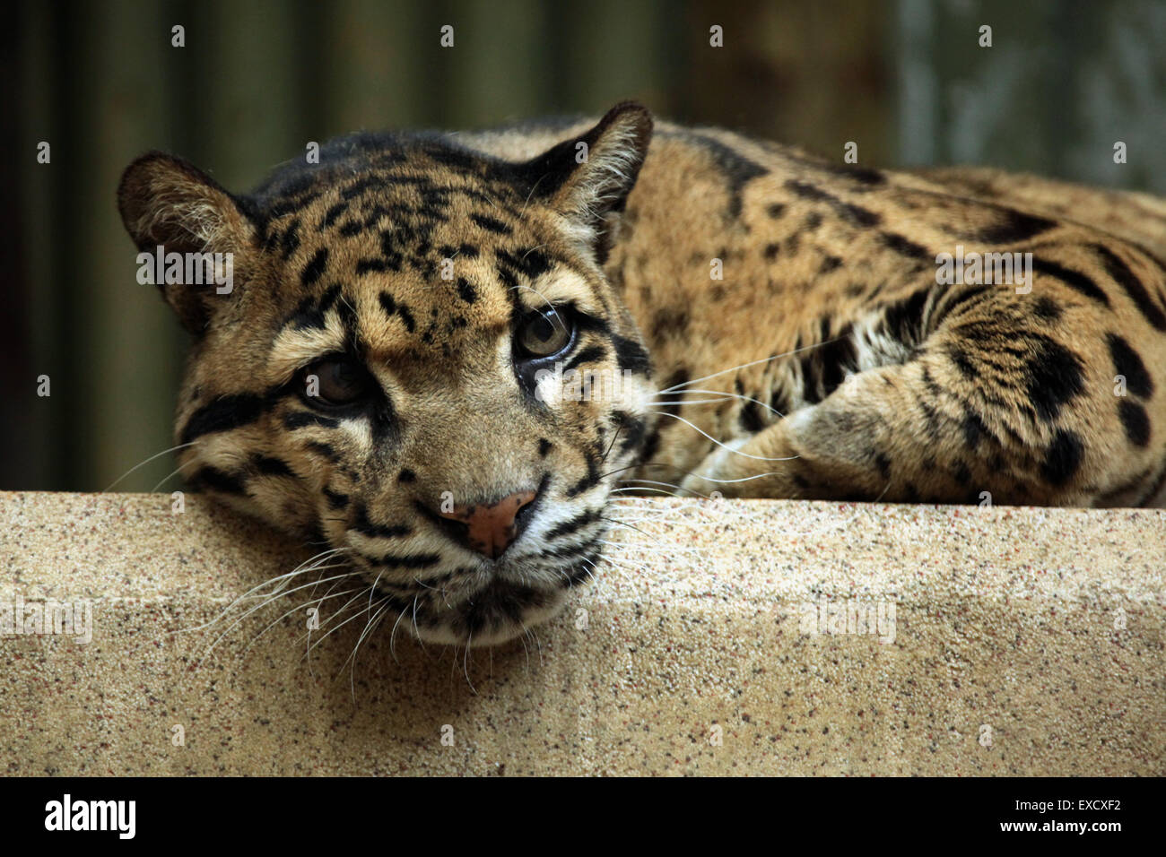 Clouded leopard neofelis nebulosa hi-res stock photography and images ...