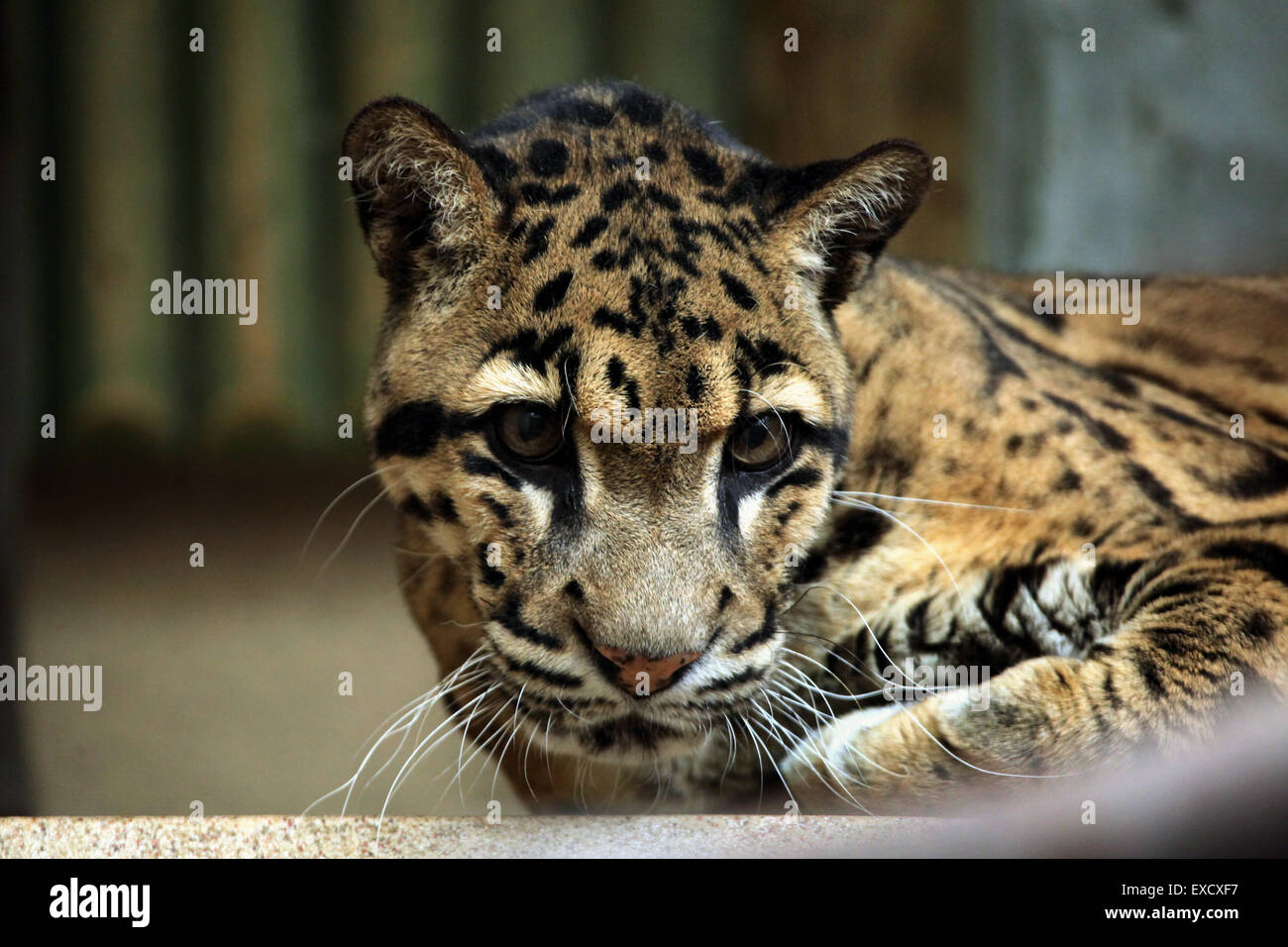 Clouded Leopard Neofelis Nebulosa Stock Photos & Clouded Leopard ...