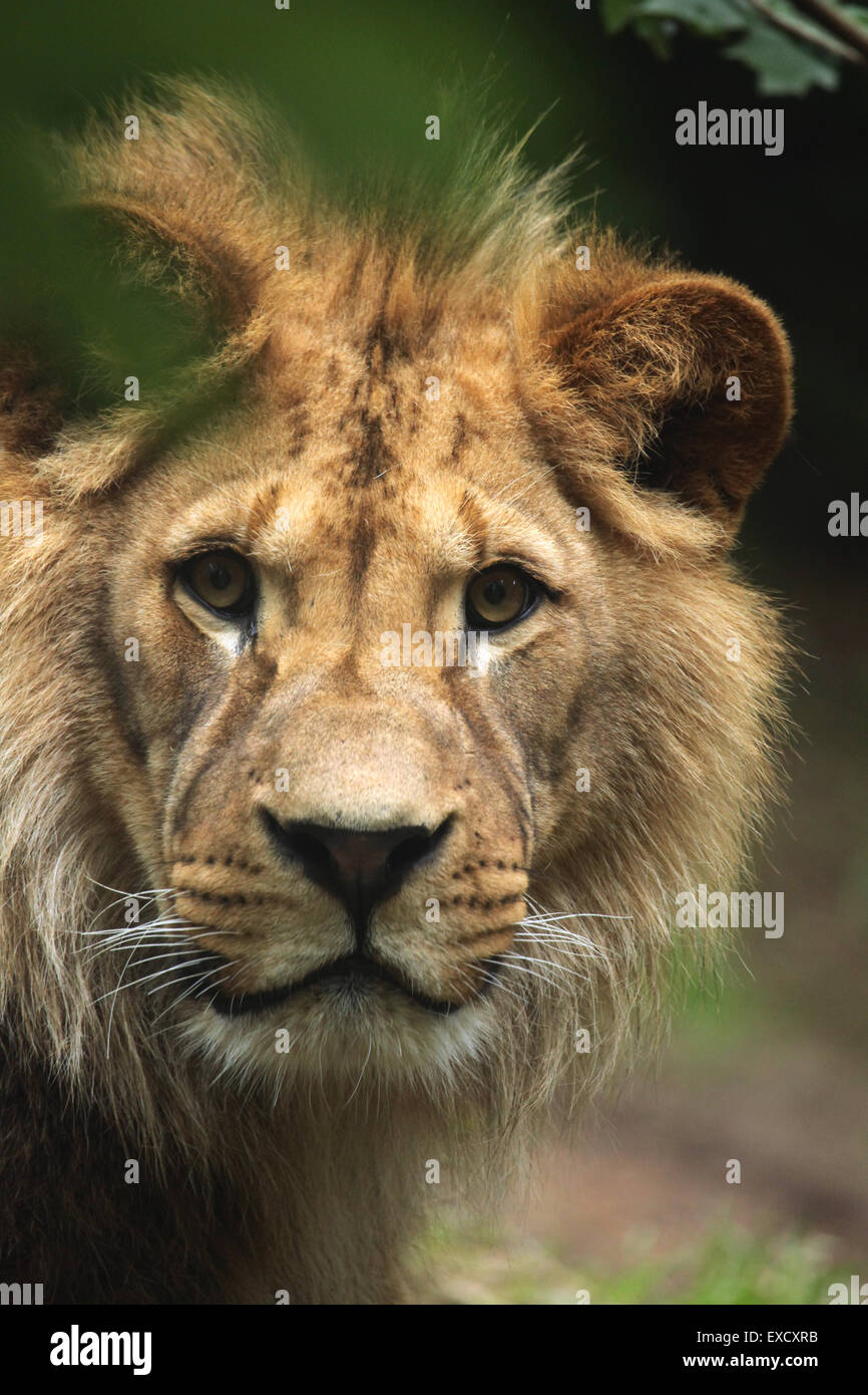 Barbary lion (Panthera leo leo), also known as the Atlas lion at ...