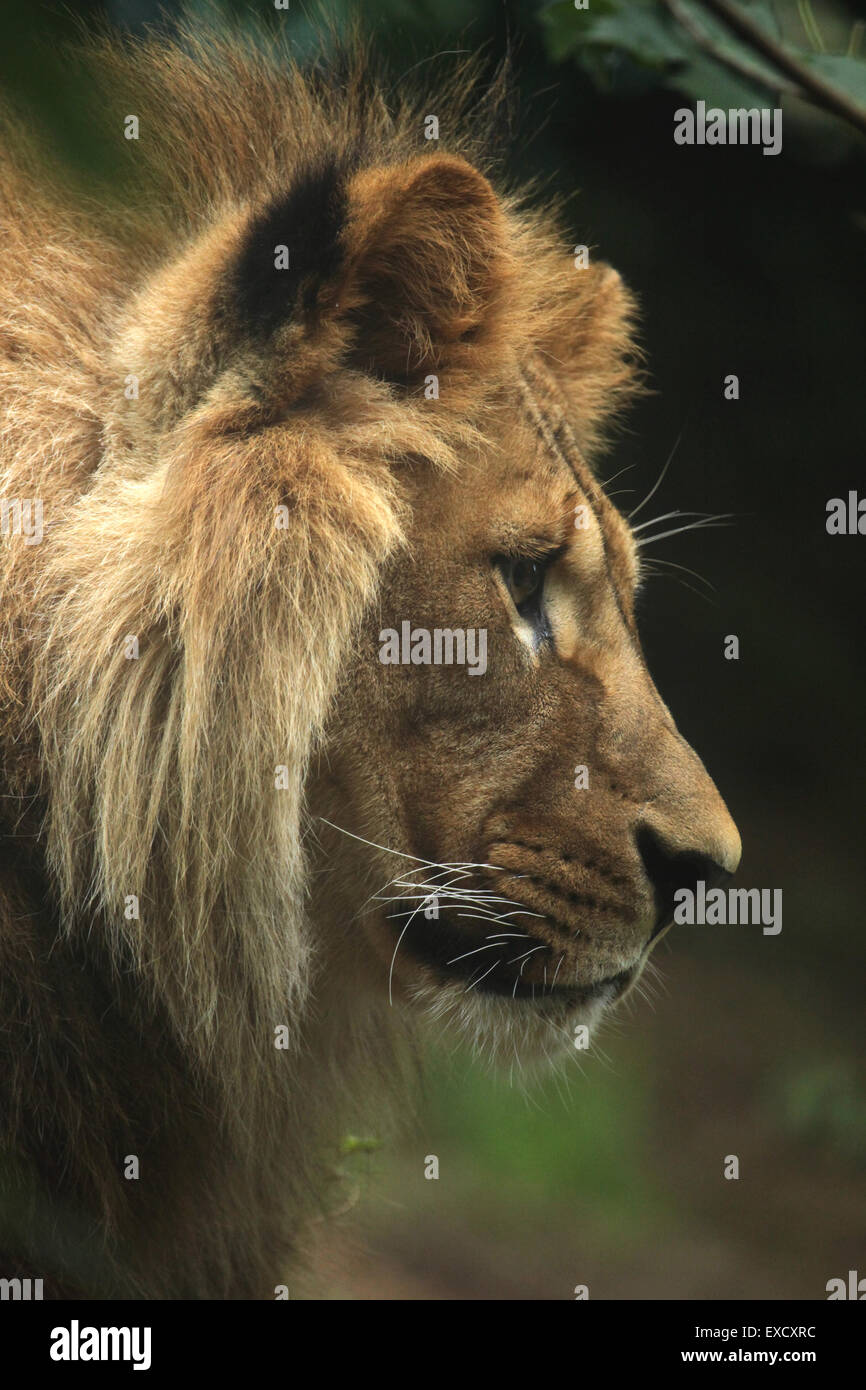 Atlas lion hi-res stock photography and images - Alamy