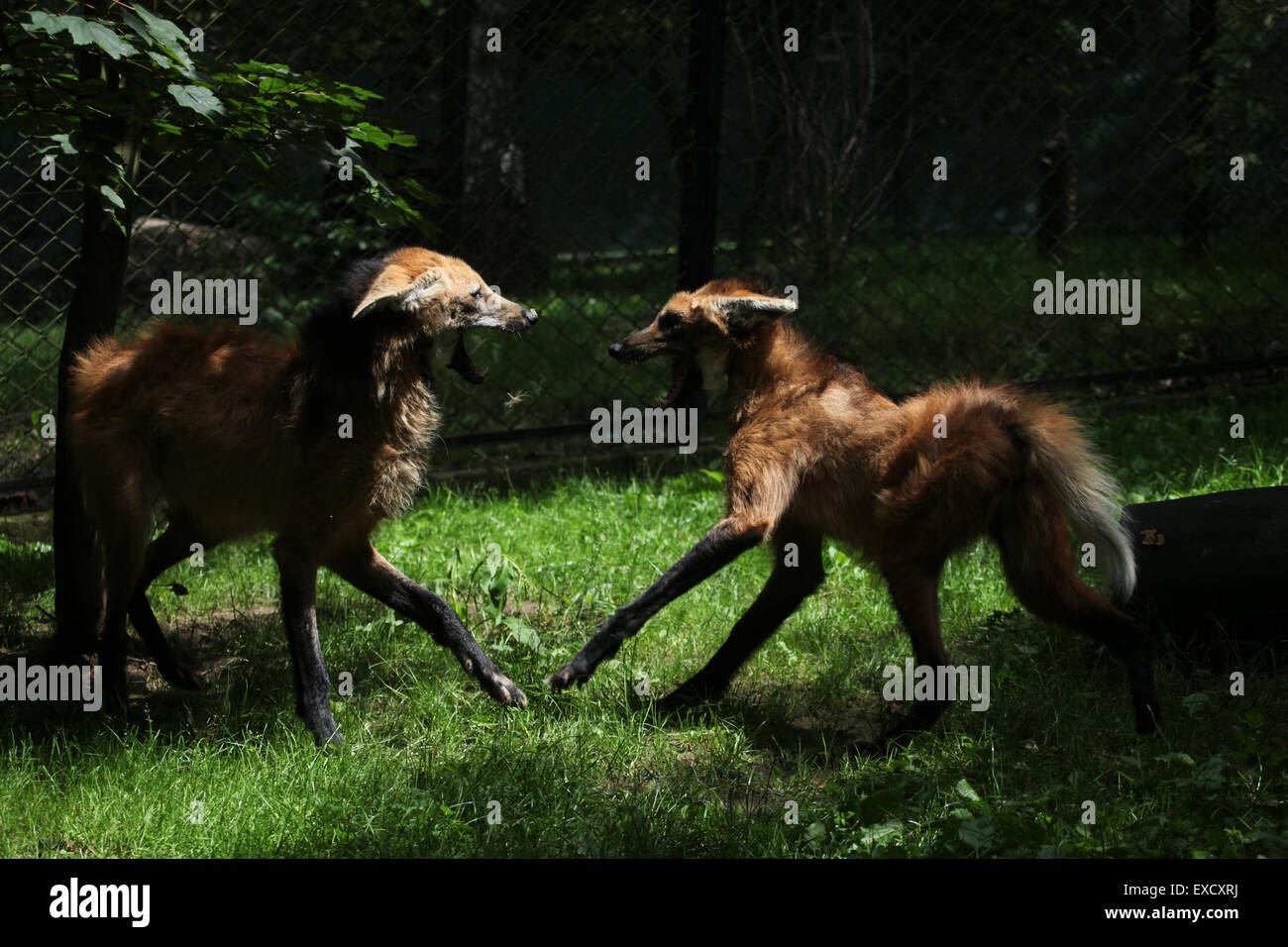 Two fighting wolves hi-res stock photography and images - Alamy