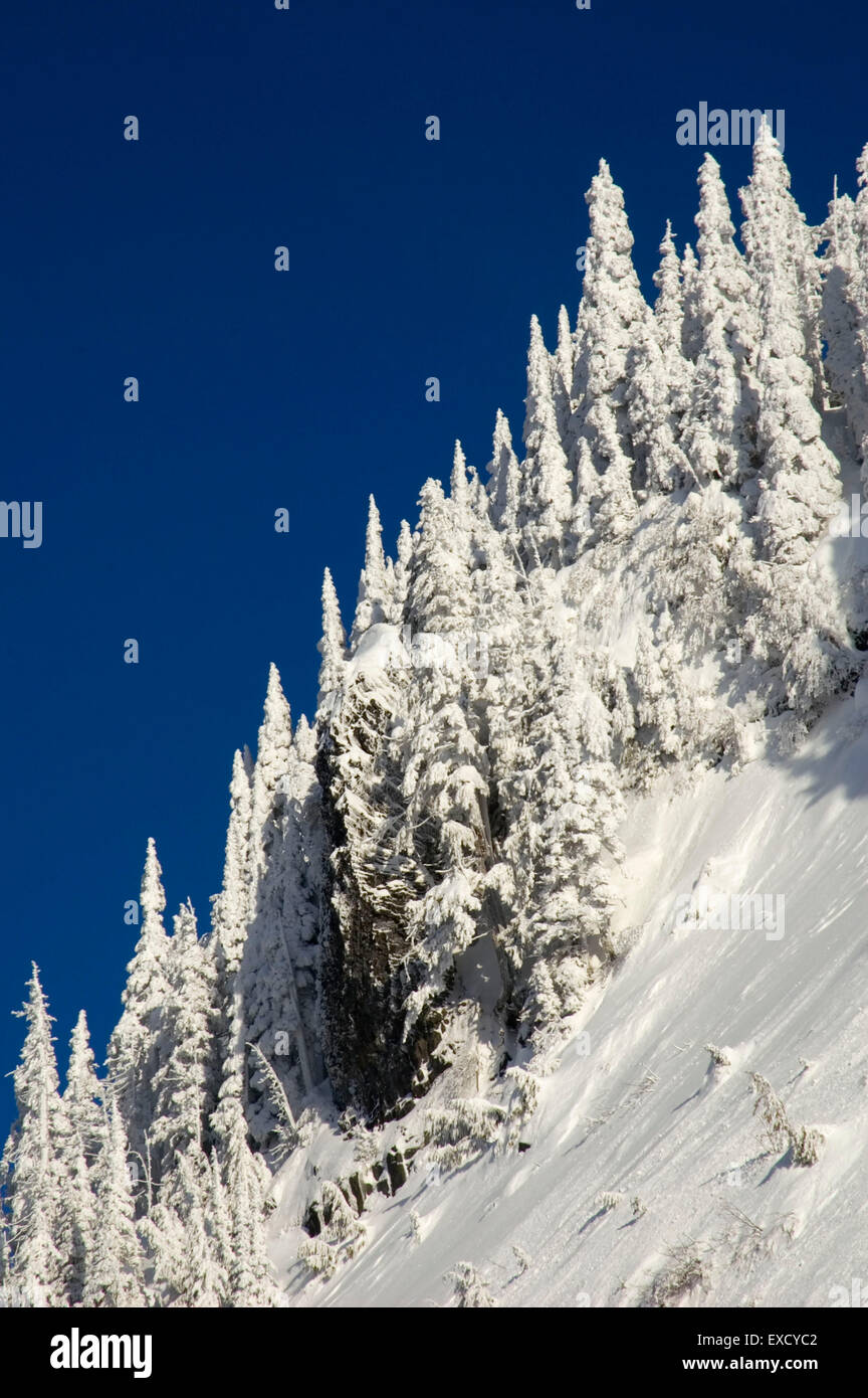 Winter ridge, Mt Rainier National Park, Washington Stock Photo - Alamy