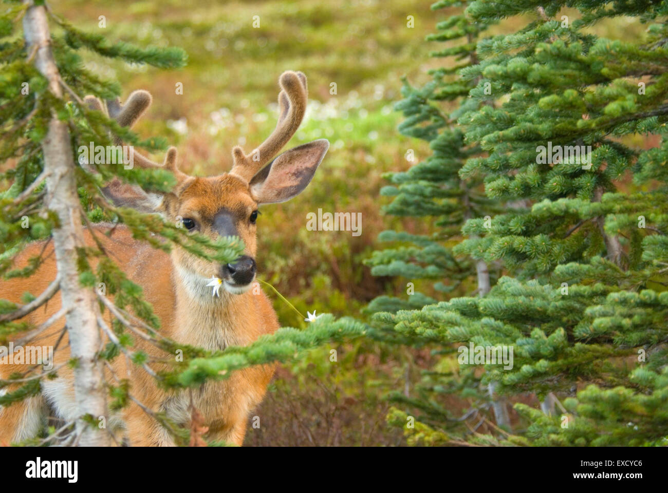 Deer, Mt Rainier National Park, Washington Stock Photo - Alamy