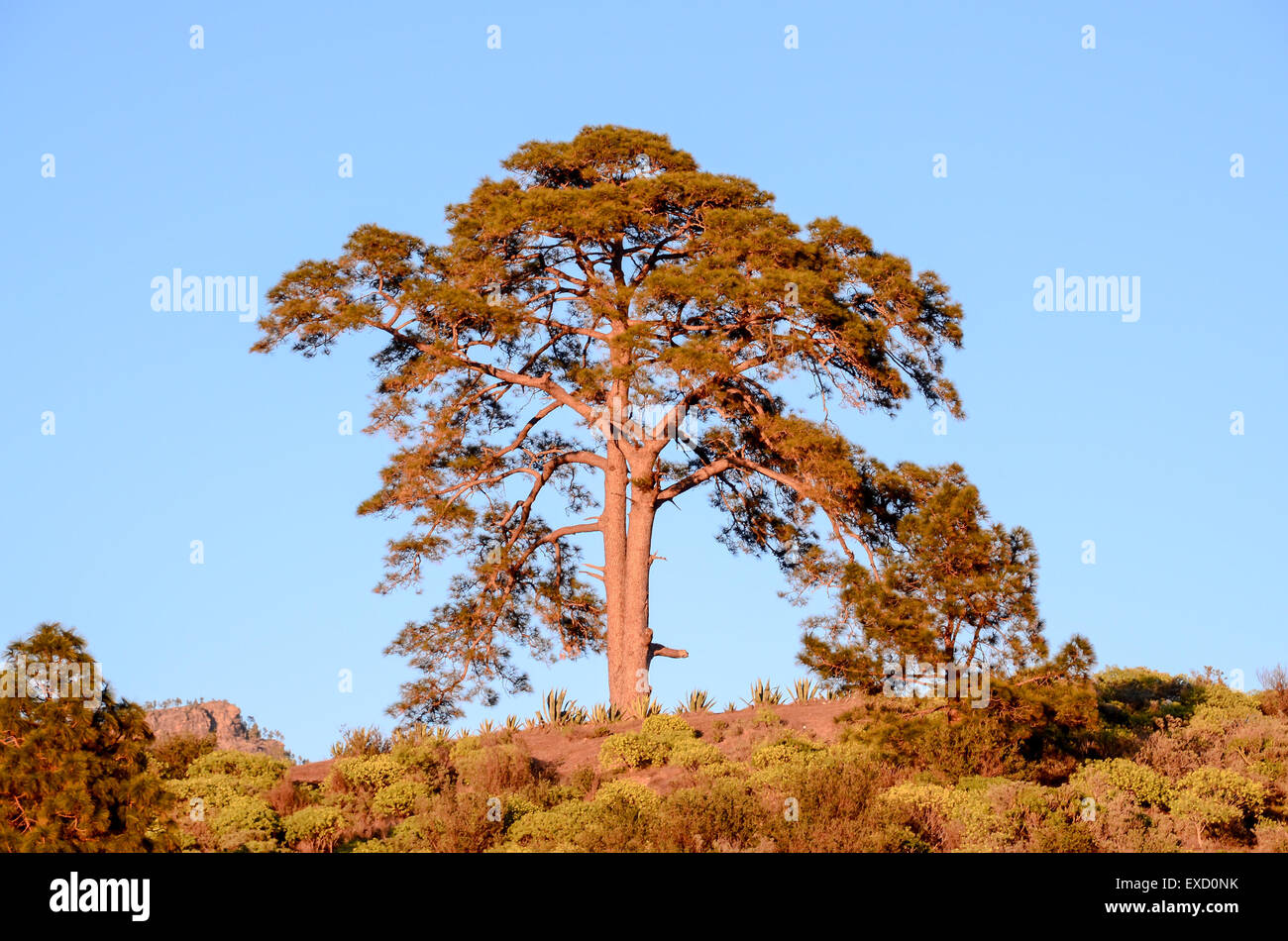 One Big Tree Stock Photo - Alamy