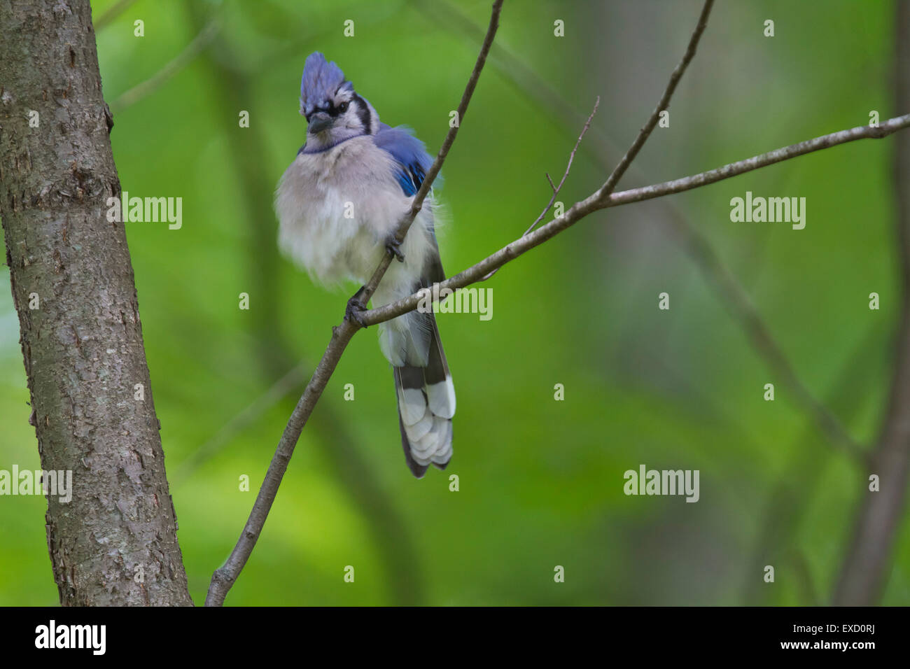 Open cup nesting bird hi-res stock photography and images - Alamy