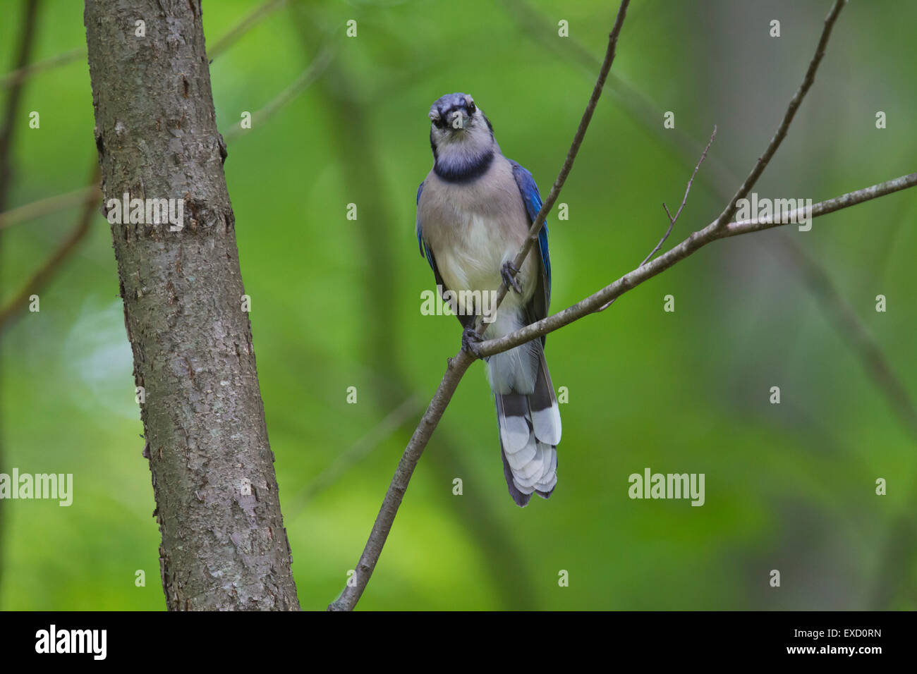 Blue jay flying hi-res stock photography and images - Alamy