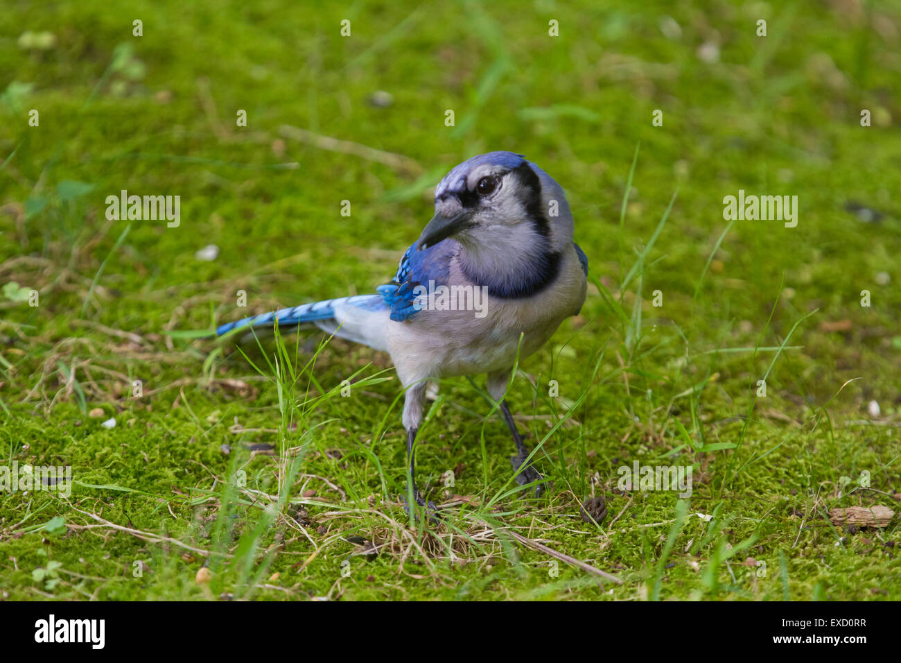 Eastern blue jay hi-res stock photography and images - Alamy