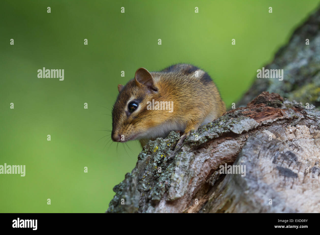 Chipmunk species hi-res stock photography and images - Alamy