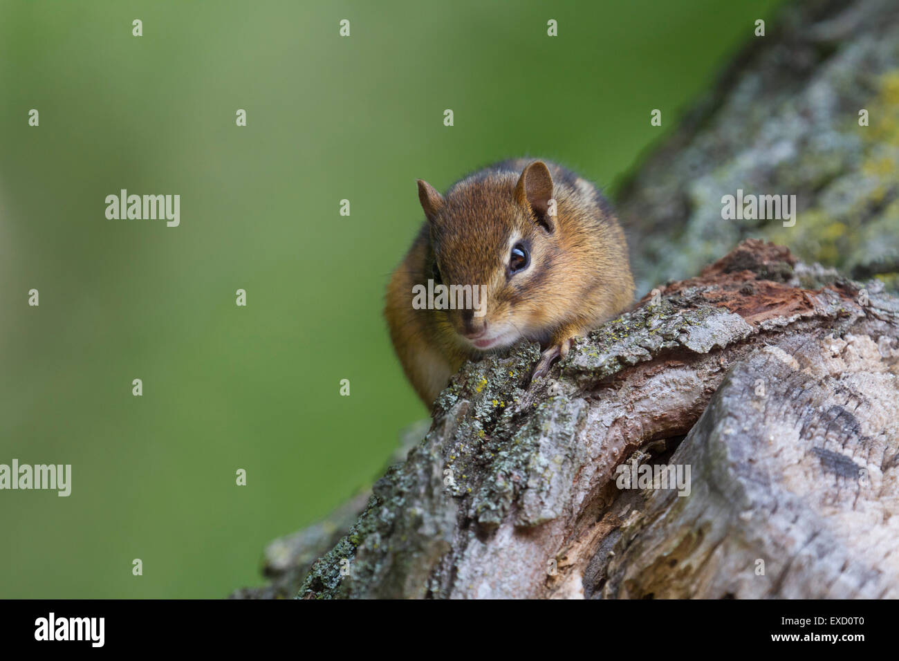 Chipmunk species hi-res stock photography and images - Alamy