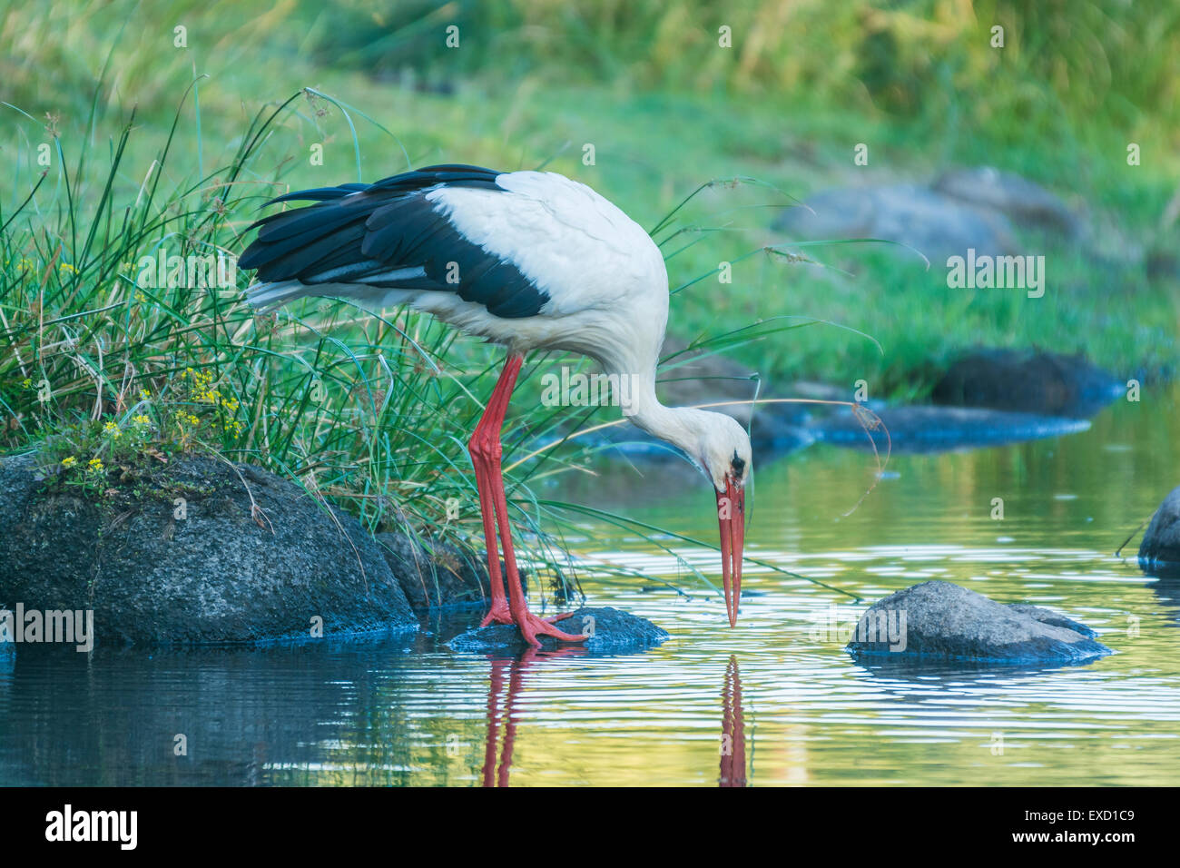 Studio images of wildlife hi-res stock photography and images - Alamy