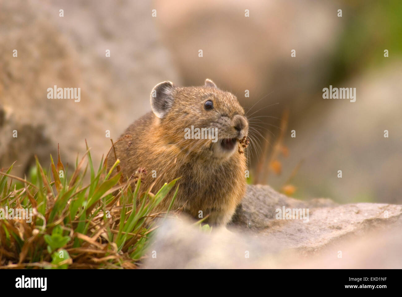 Pika, Mt Rainier National Park, Washington Stock Photo - Alamy