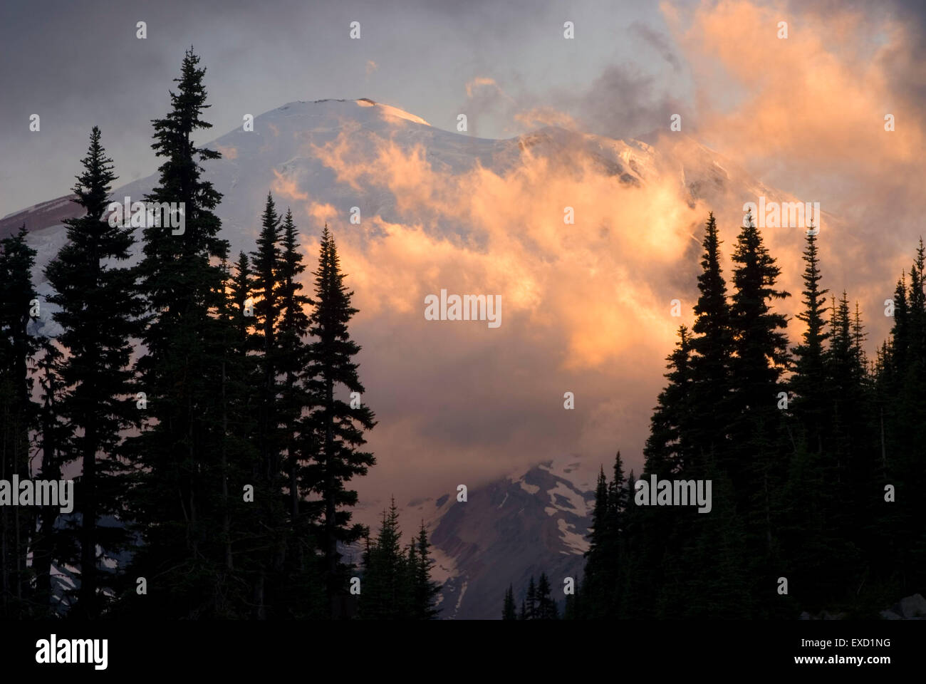 Mt Rainier from Sunrise Point, Mt Rainier National Park, Washington ...