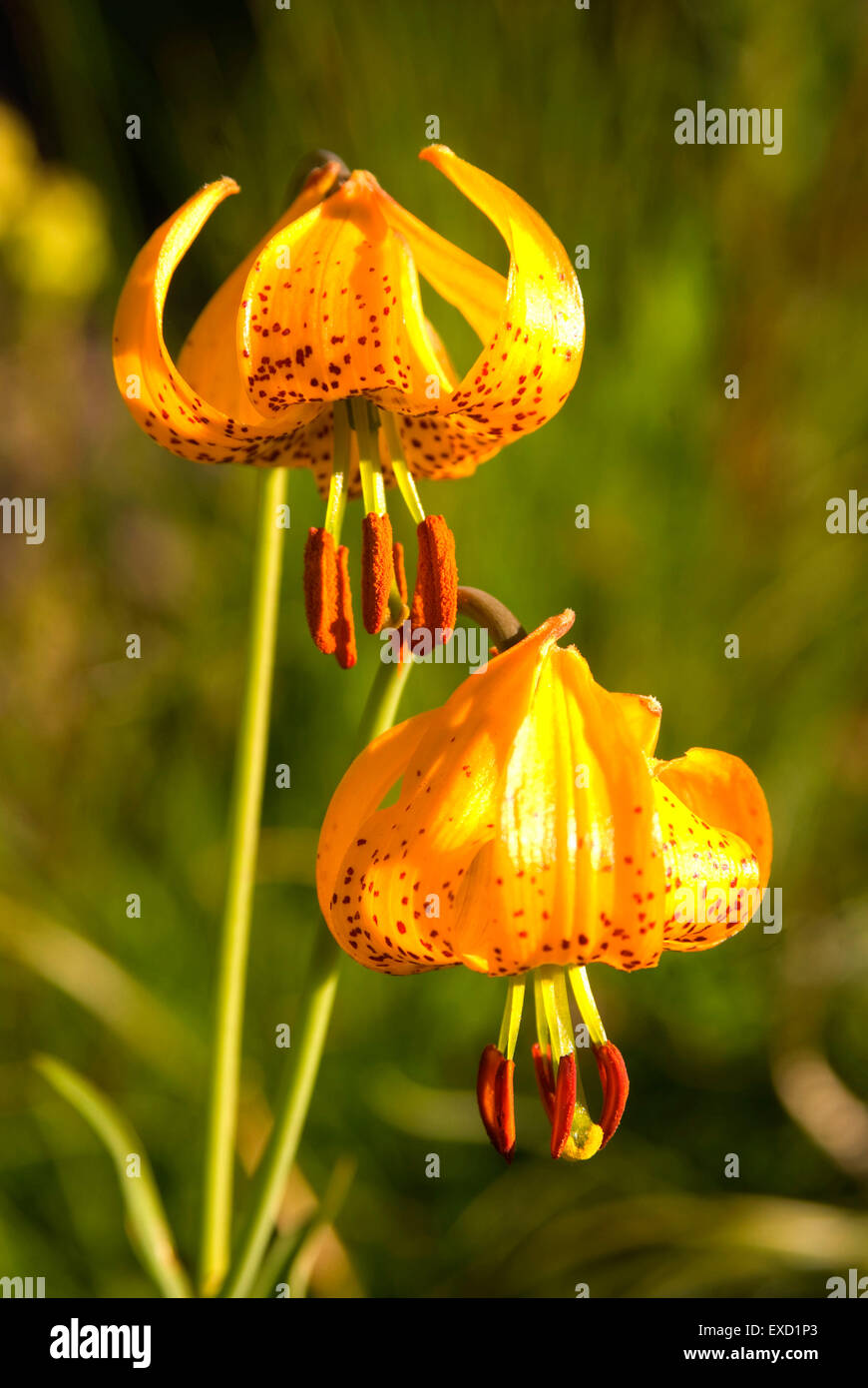 Tiger lily, Mt Rainier National Park, Washington Stock Photo - Alamy
