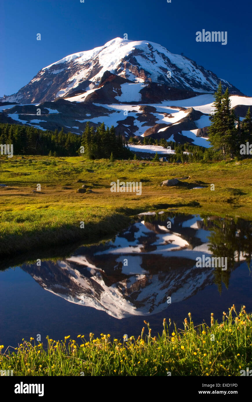 Mt Rainier reflection from Spray Park, Mt Rainier National Park ...