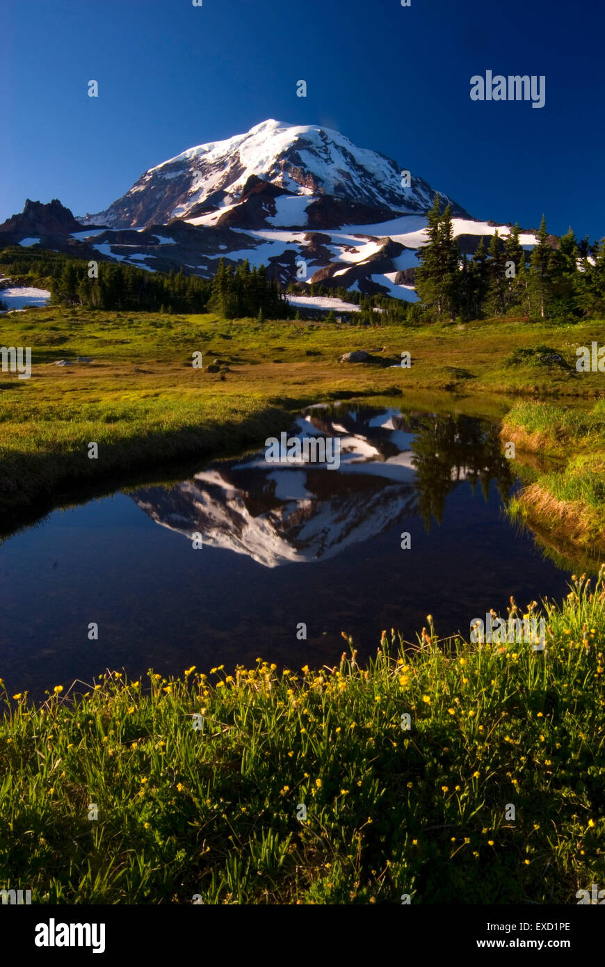 Mt Rainier reflection from Spray Park, Mt Rainier National Park ...