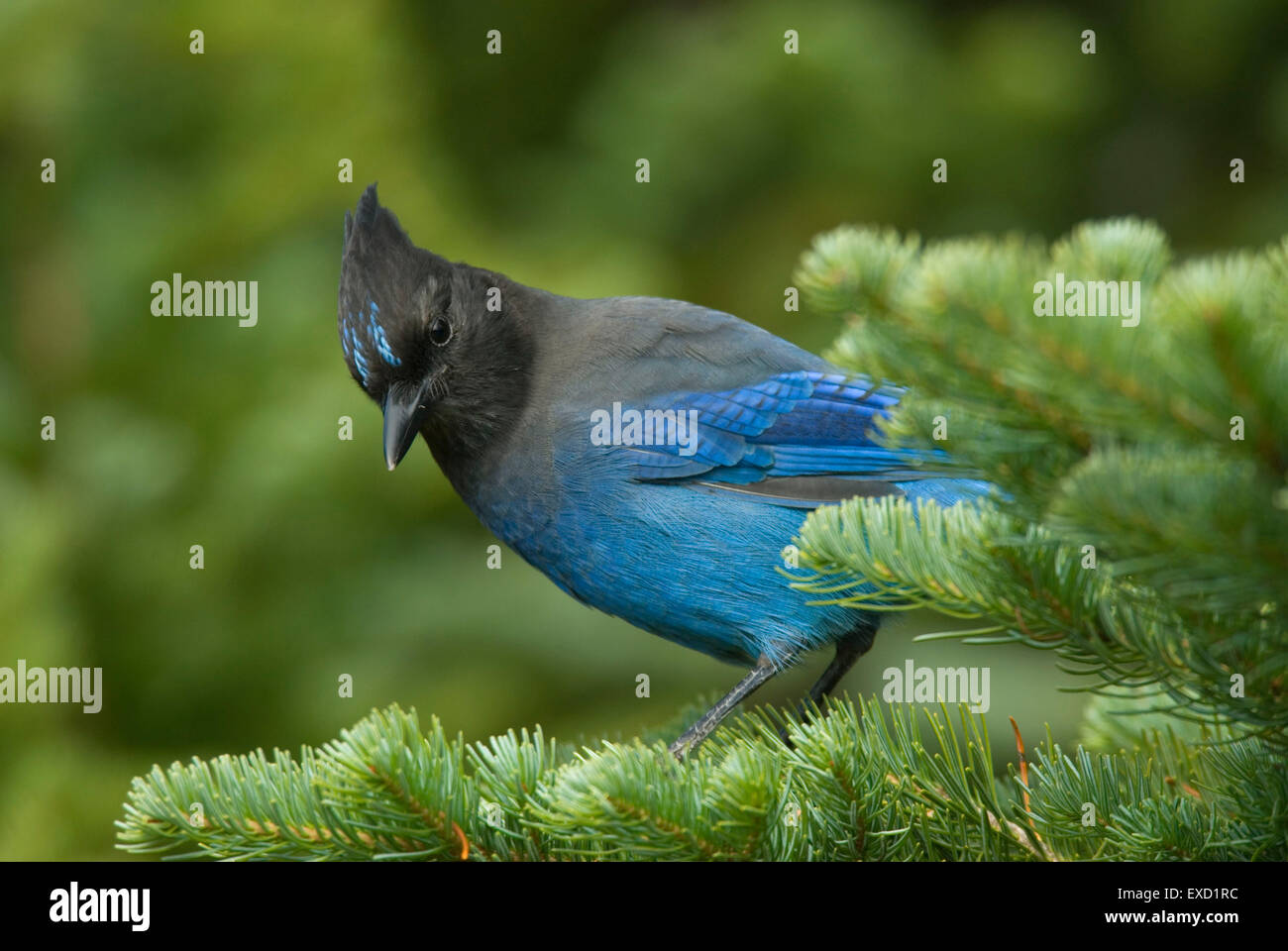 Steller’s jay, Mt Rainier National Park, Washington Stock Photo - Alamy