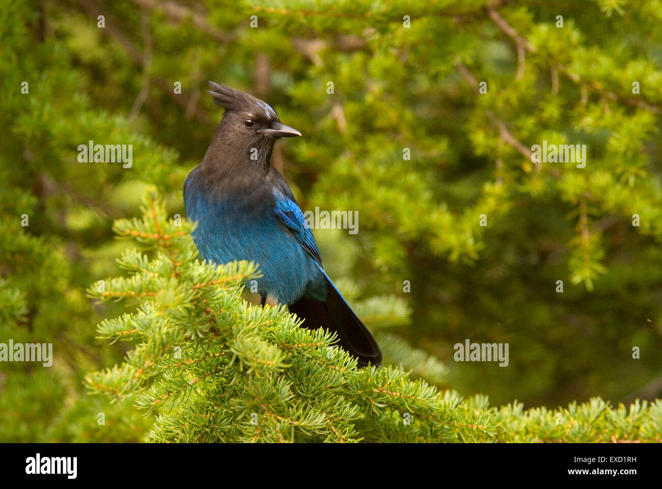 Steller’s jay, Mt Rainier National Park, Washington Stock Photo - Alamy