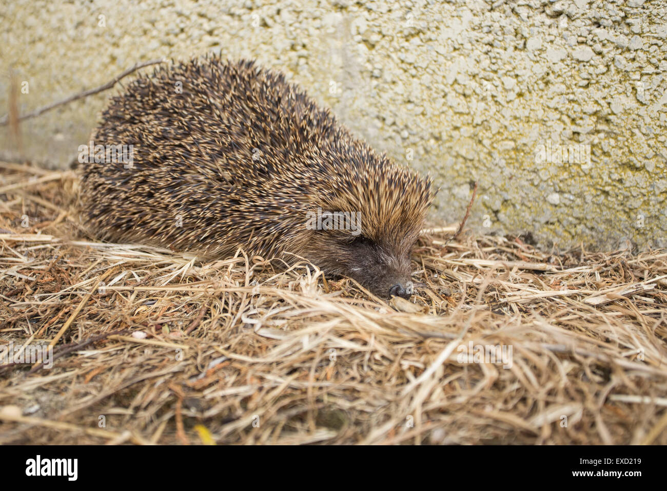 British Hedgehog High Resolution Stock Photography and Images - Alamy