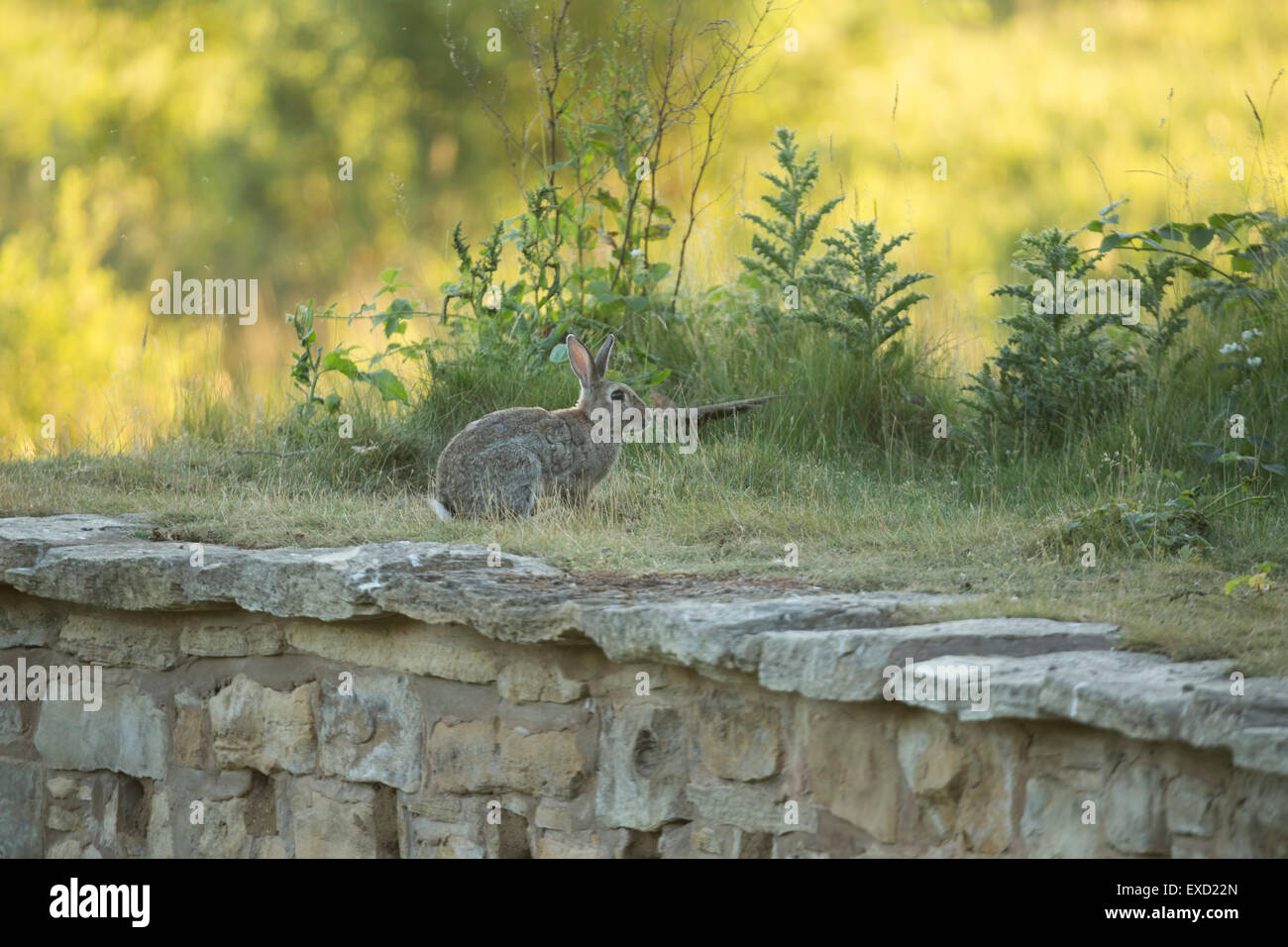 Watership Down Rabbit High Resolution Stock Photography and Images - Alamy