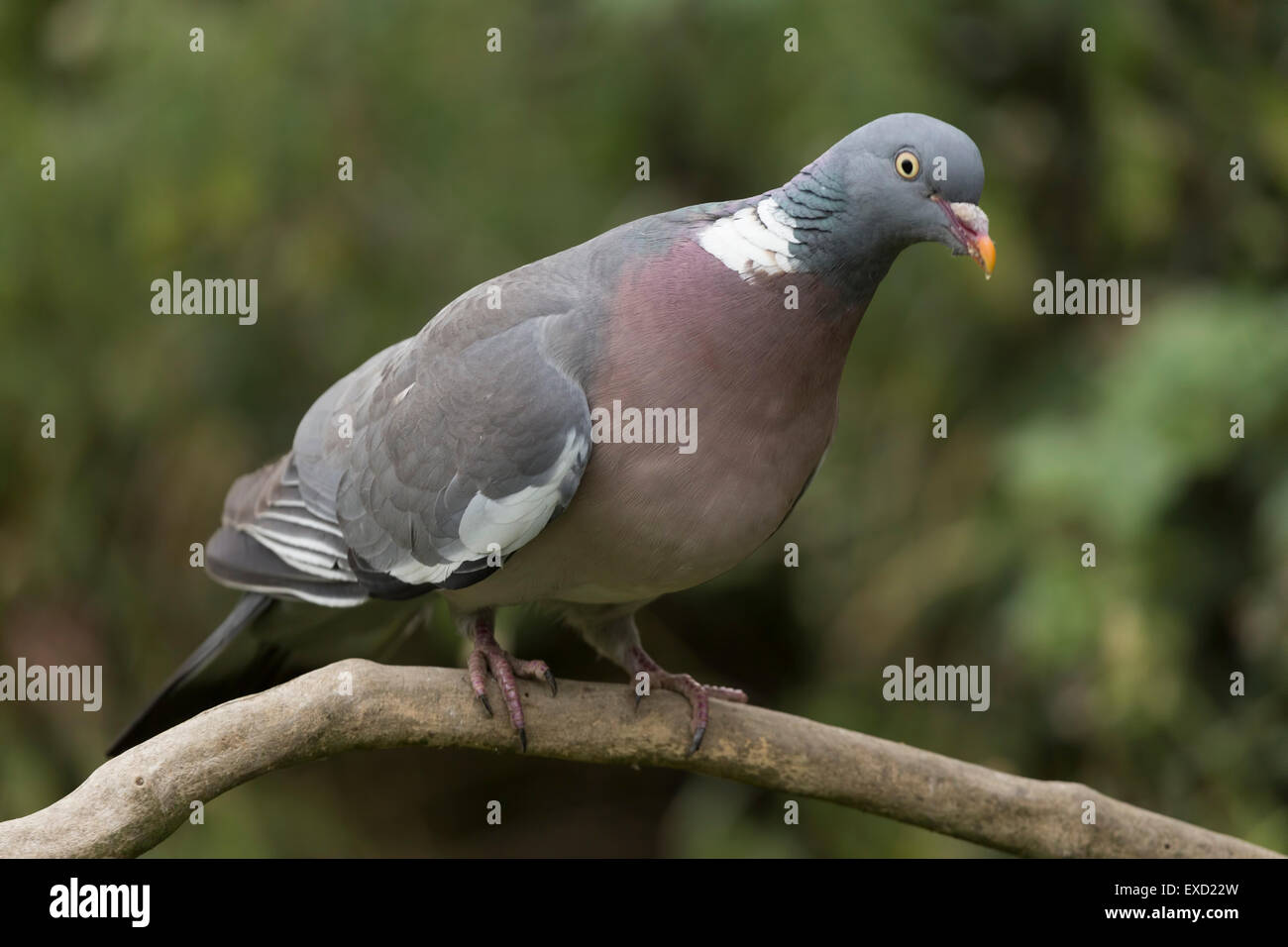 A wood Pigeon perched Stock Photo - Alamy