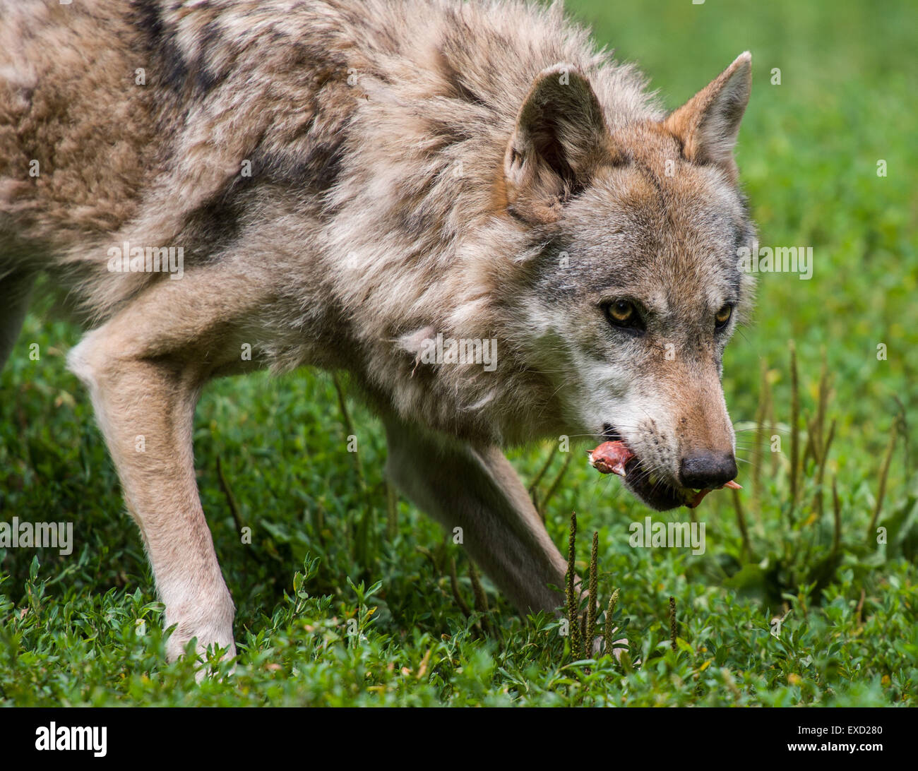 Cleebronn, Germany. 9th July, 2015. A wolf eats a chick at the ...