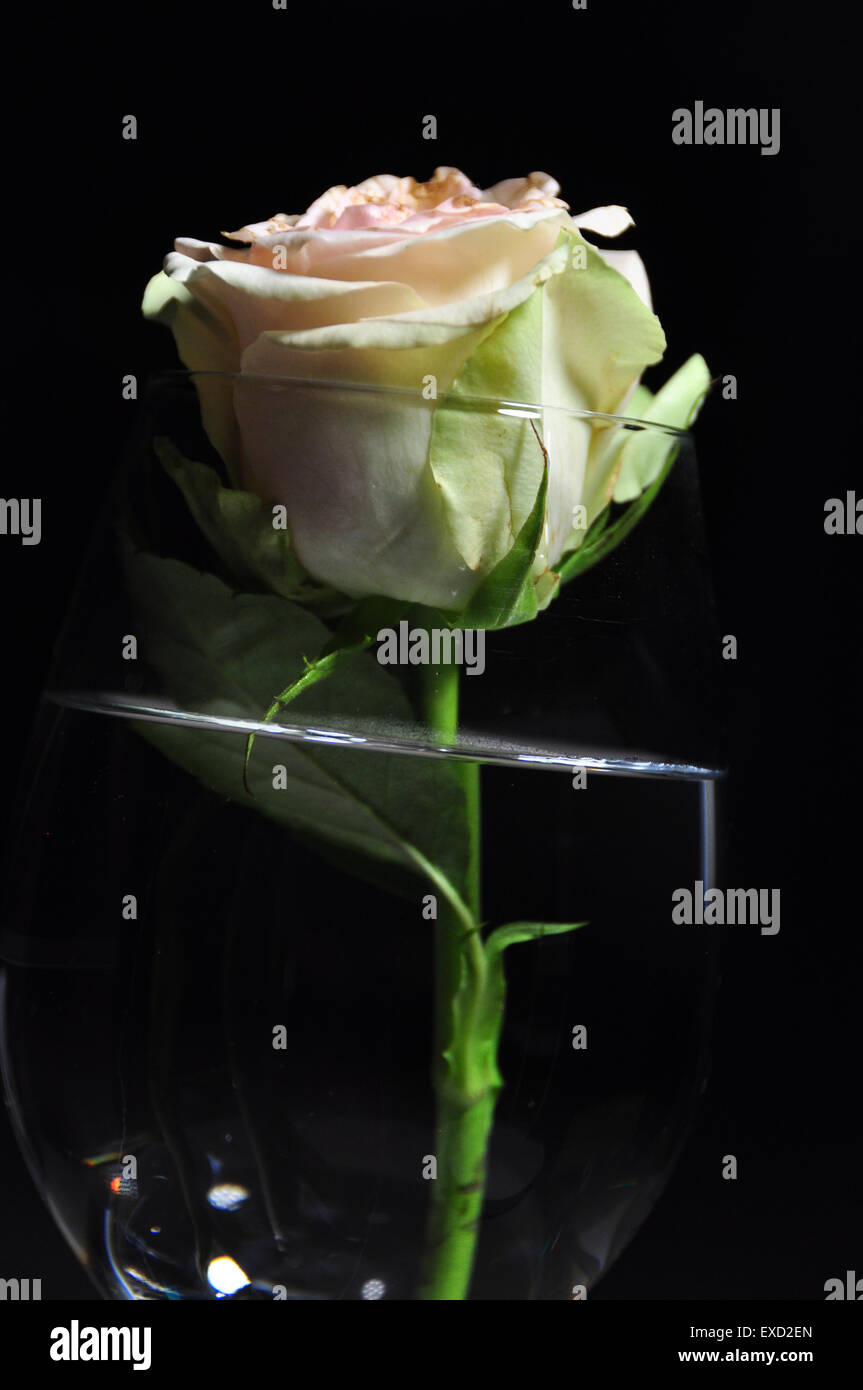 rose in a glass with black background Stock Photo - Alamy