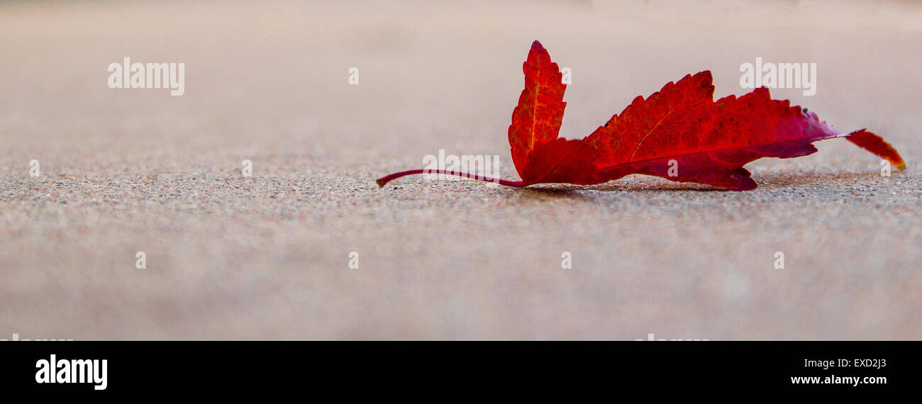 Fall of the leaf hi-res stock photography and images - Alamy
