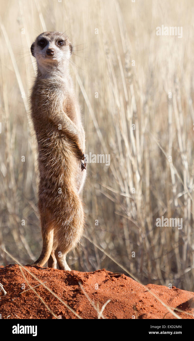 Meerkat on alert in the Green Kalahari, South Africa Stock Photo - Alamy
