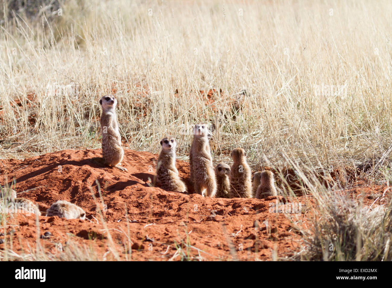 Mob of meerkats hi-res stock photography and images - Alamy