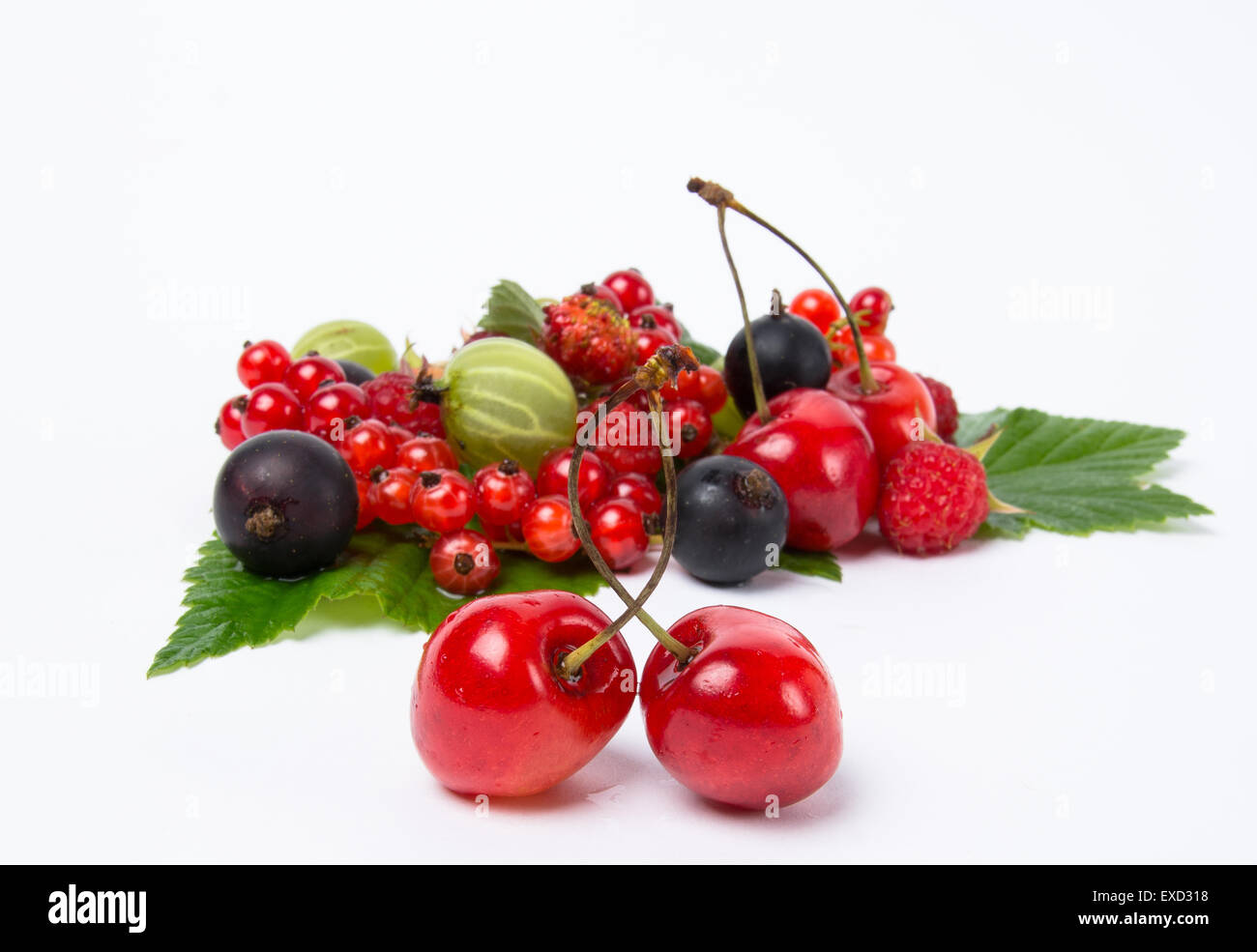 juicy berry harvest Stock Photo - Alamy