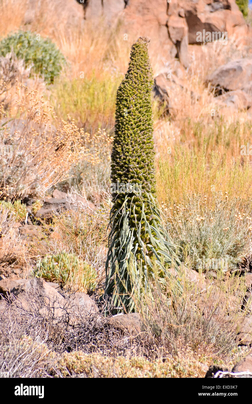 Tajinaste Flower of Tenerife Island Stock Photo - Alamy