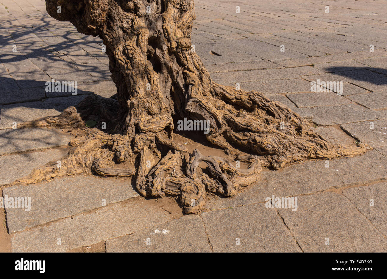 Sacred and peaceful worship and meditation hi-res stock photography and ...