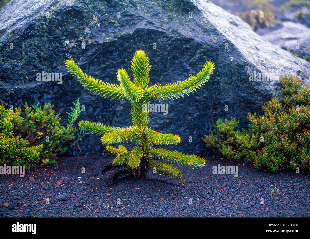 A sapling monkey puzzle tree growing in the dark volcanic soils of ...