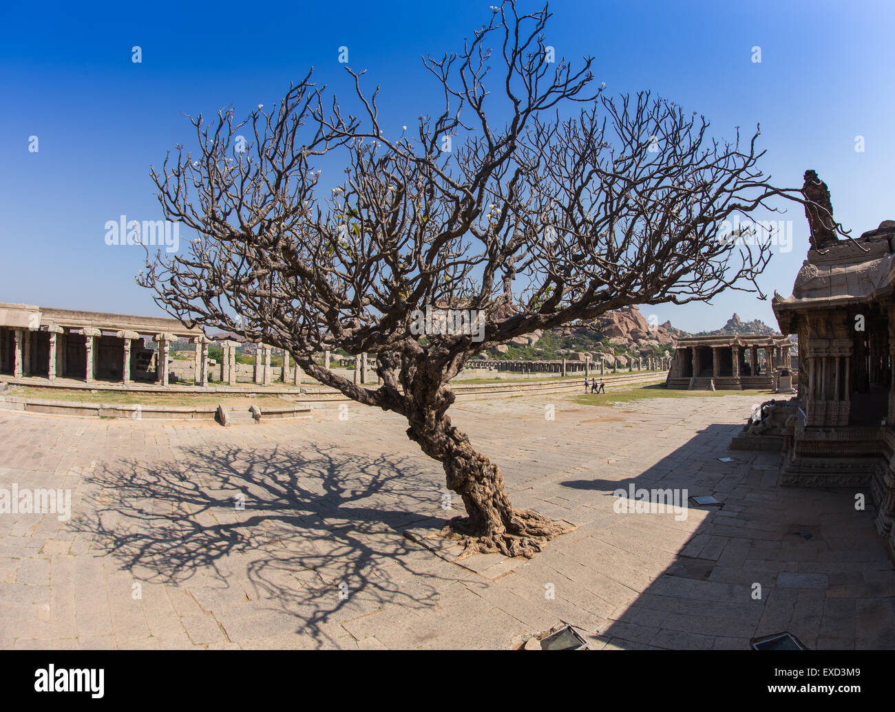 The sacred tree - located in the temple - a place of worship of people ...