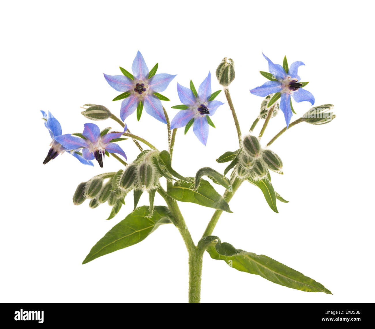 Borage flowers (starflower) isolated on white background Stock Photo ...