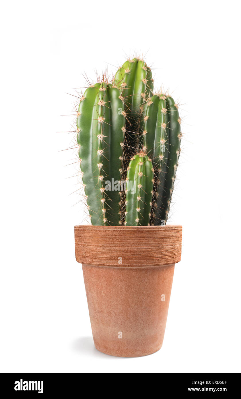 Potted cactus hi-res stock photography and images - Alamy
